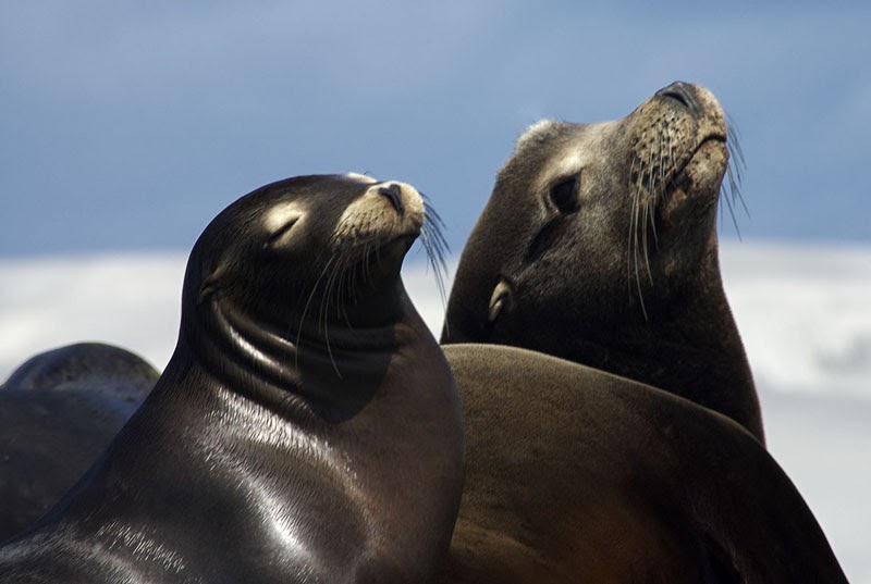 ANIMALES: Los Leones Marinos